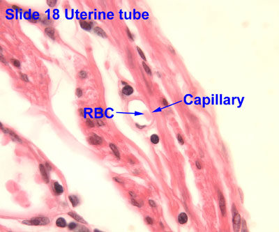 Fenestrated Capillary Histology